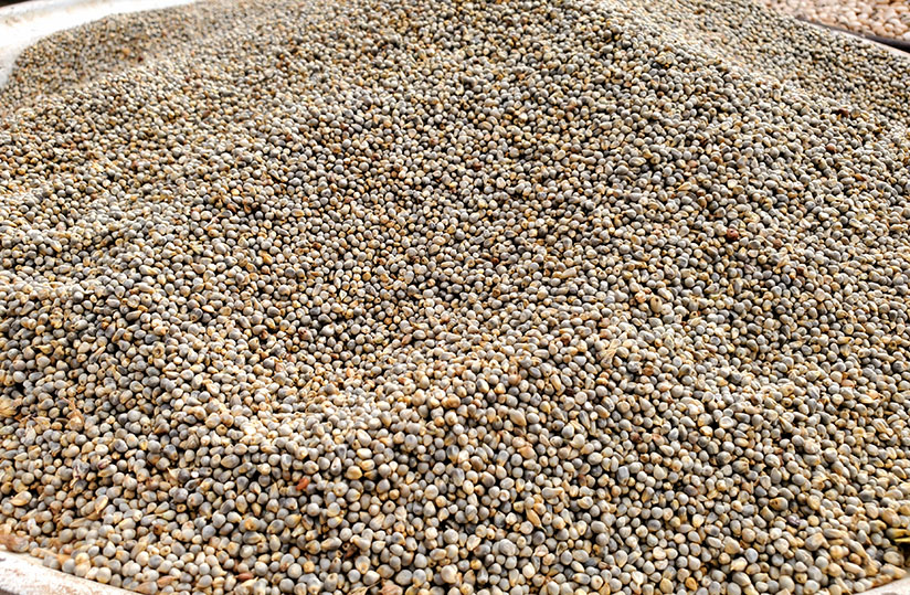 Le Niger fait de la culture du mil, une spécialisation en Afrique