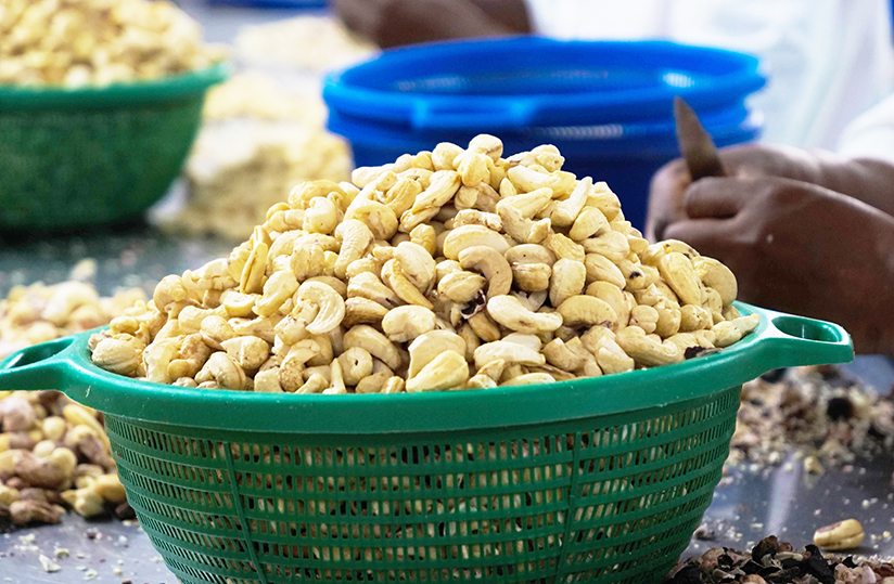 Cinq usines de transformation de noix de cajou brutes au Bénin