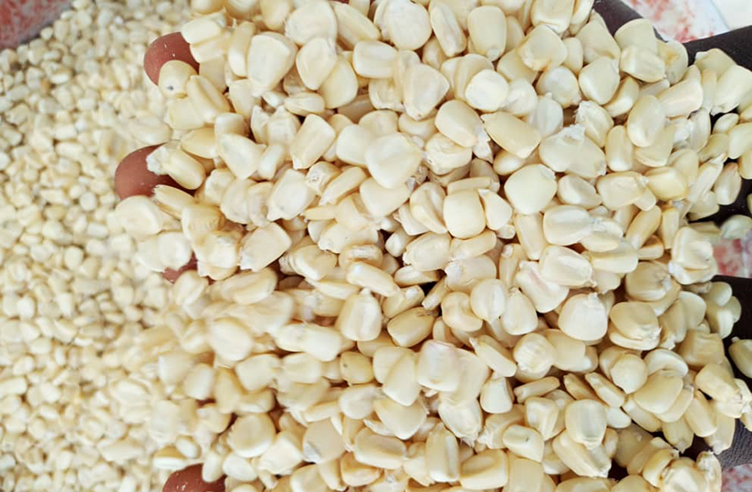 Nouvelle variété améliorée de maïs IKENE produite au Burkina Faso