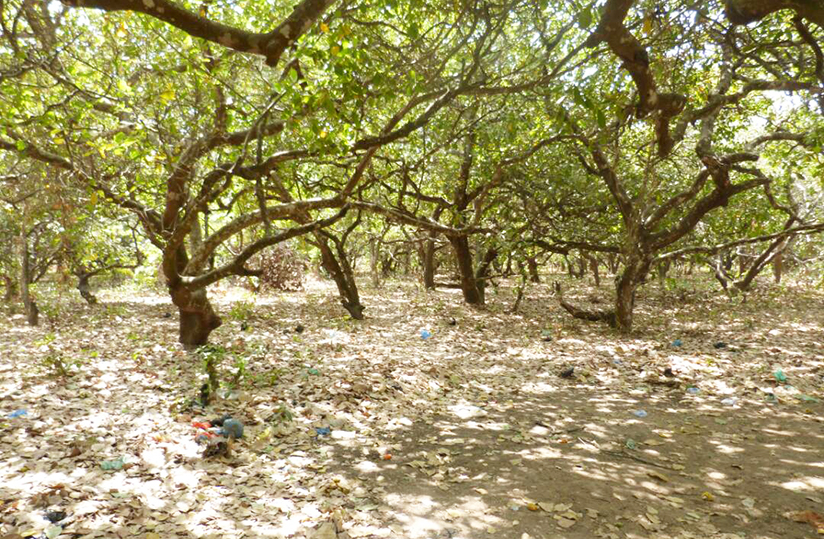 Fin des récoltes et installation de nouveaux vergers d’anacarde