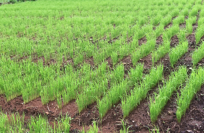 Révolutionner la culture du riz en Guinée grâce au placement profond d'urée