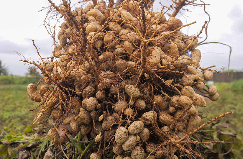 Variétés d’arachide à fort potentiel d’huile et de rendement