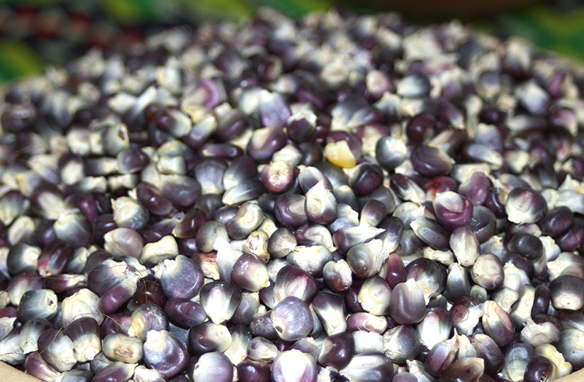 Maïs violet : une variété à haut rendement et moins sucrée conseillée ...
