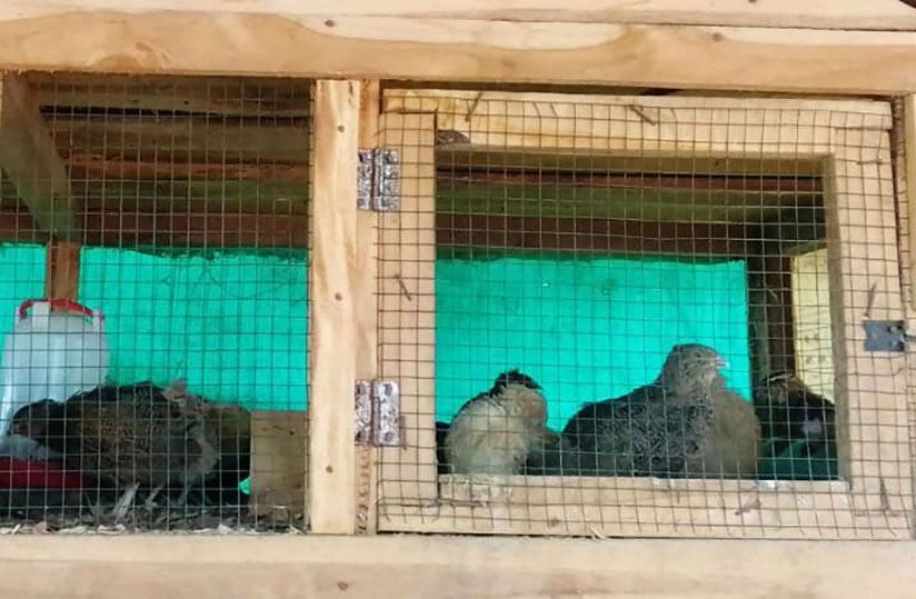 Viande de caille, un trésor pour la santé