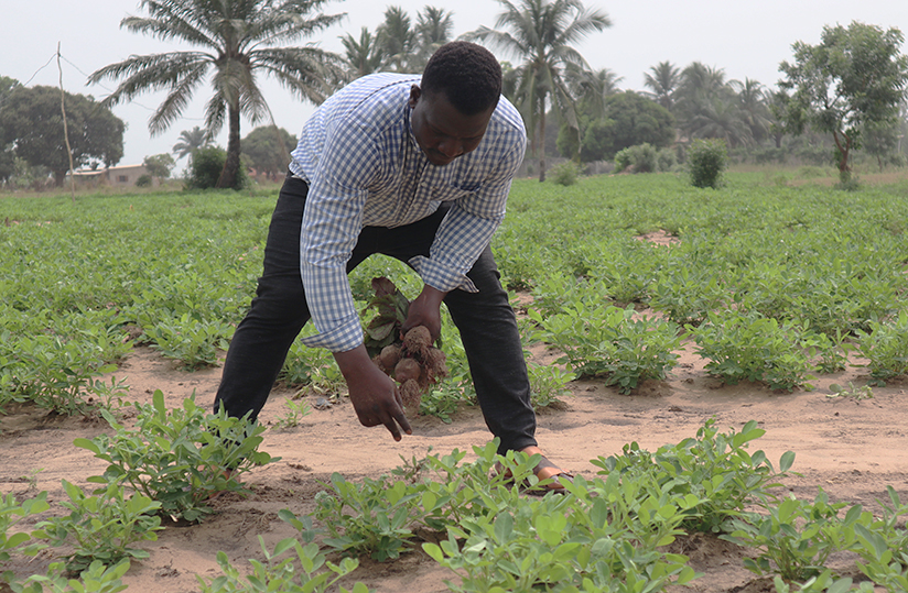 La culture d’arachide contribue à fertiliser les sols