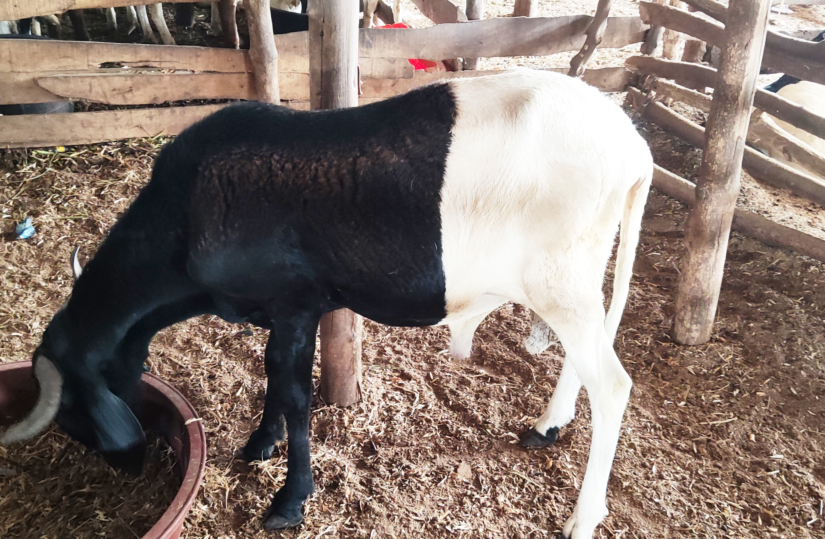 Pour la Tabaski 2025, le Sénégal a besoin de 830 000 moutons