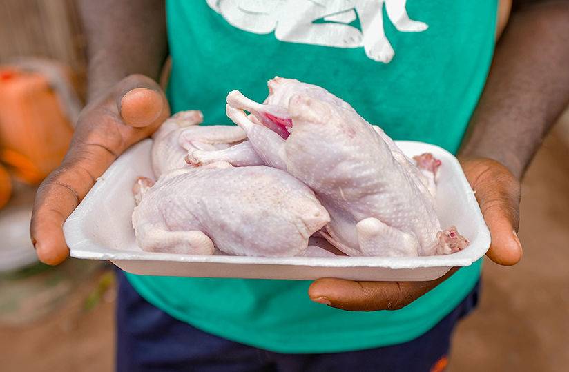 Œufs et viande de caille : des trésors nutritionnels méconnus