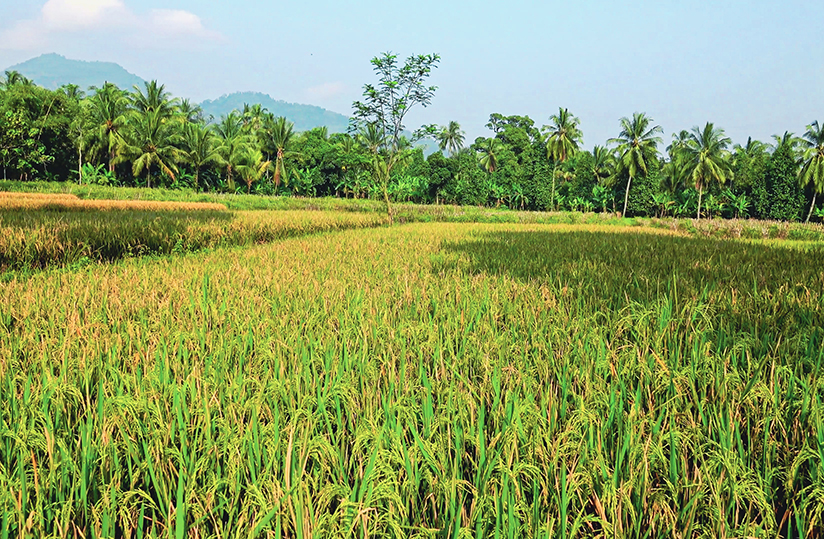 Sénégal, Burkina-Faso et Mali font l’expérience du riz hybride