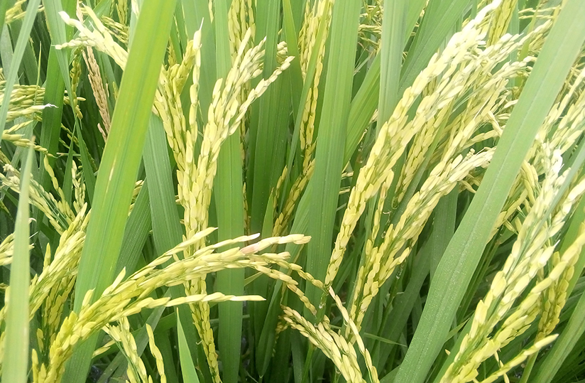 Le Mali veut atteindre 5 millions de tonnes de riz paddy