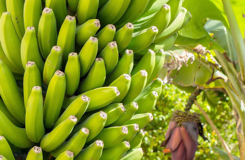 La variété Asdia révolutionne la culture de la banane au Sénégal