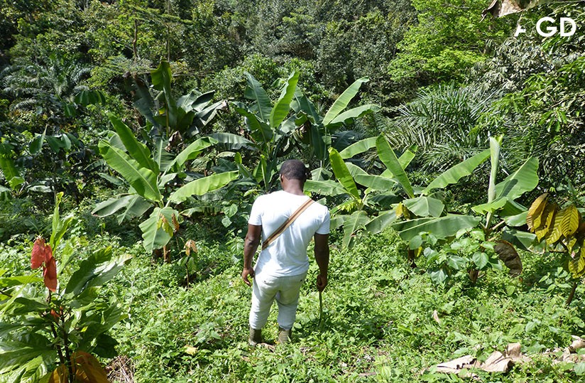 AGRICULTEUR BANANE .jpg