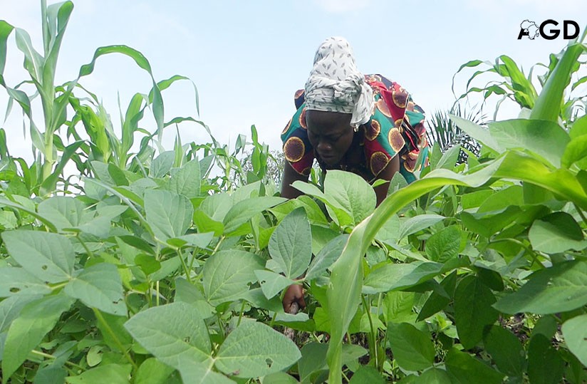 The North of Togo launches into the agricultural campaign