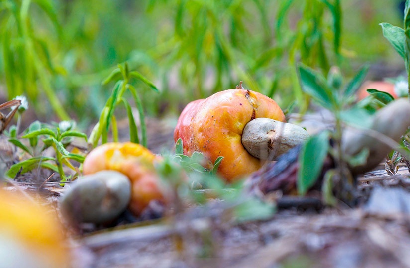 ANACARDE GHANA INVESTISSEMENT.jpg