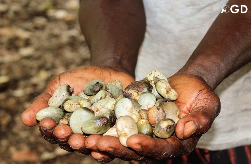 Improved Cashew Production in Togo