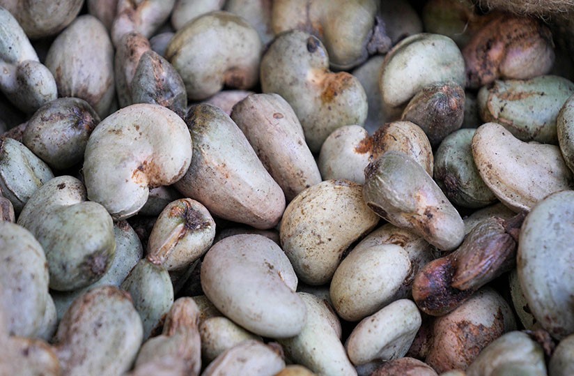 Cashew nuts: Purchases and exports suspended in Côte d'Ivoire