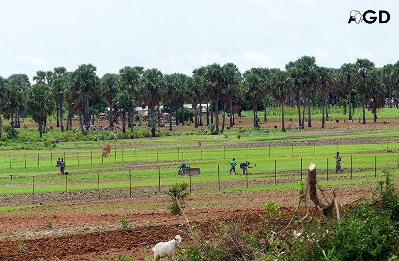 Optimiser les bas-fonds pour la riziculture