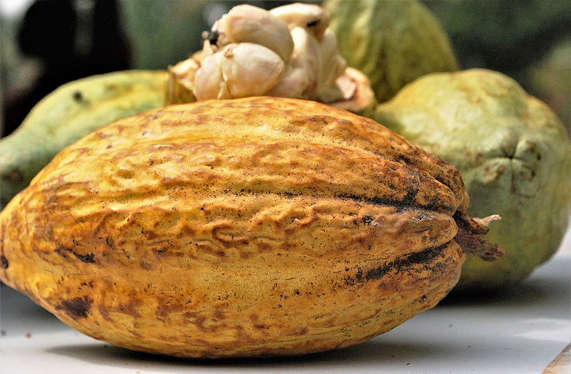 CACAO TOGO PRIX 2024.jpg