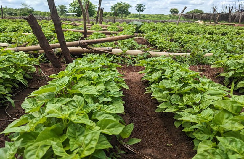 Culture de piment : les erreurs à ne plus commettre