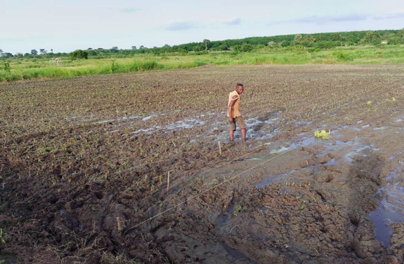 A la découverte du système de riziculture intensive