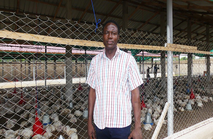 Heat and poultry don't mix well: what to do?