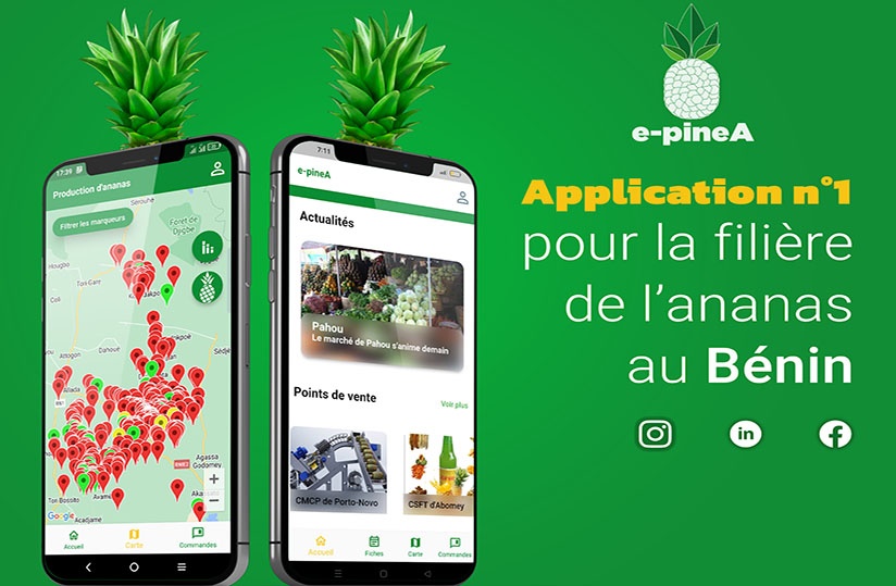 Revolutionizing the Pineapple Industry in Benin