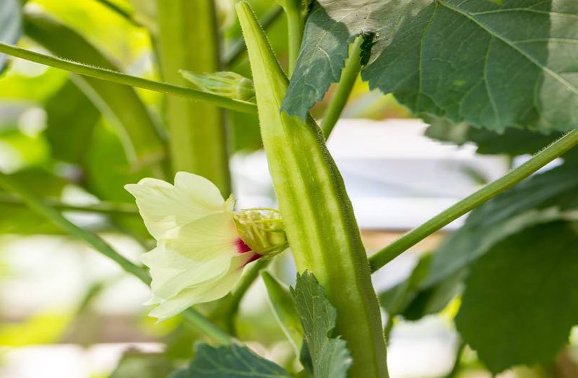 GOMBO CULTURE BURKINA.jpg