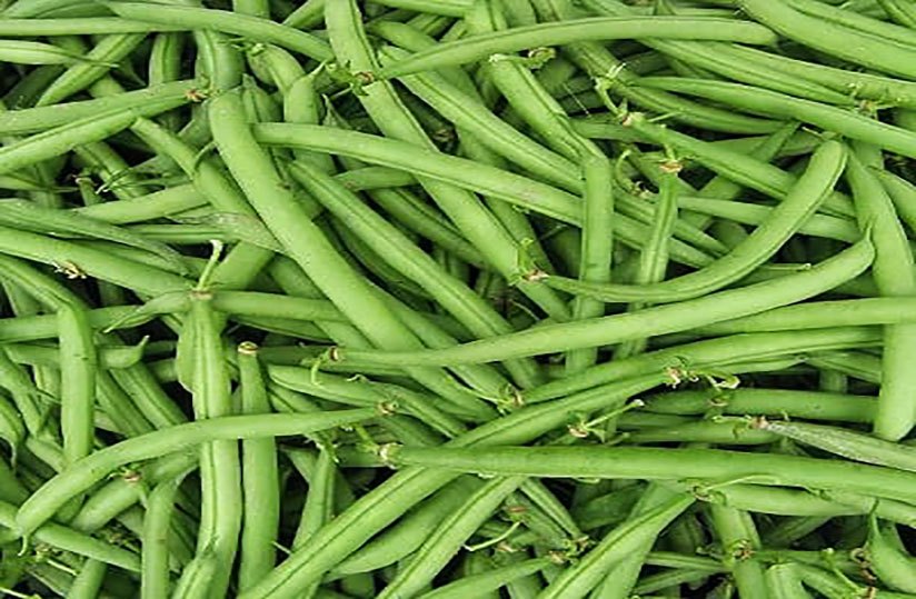 Haricot vert : valeur nutritionnelle et atout santé