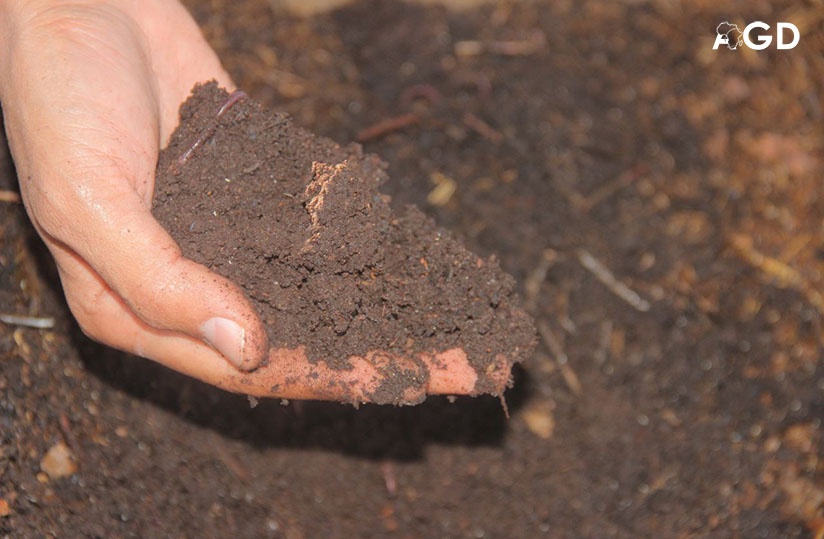 Using earthworms to regenerate soils
