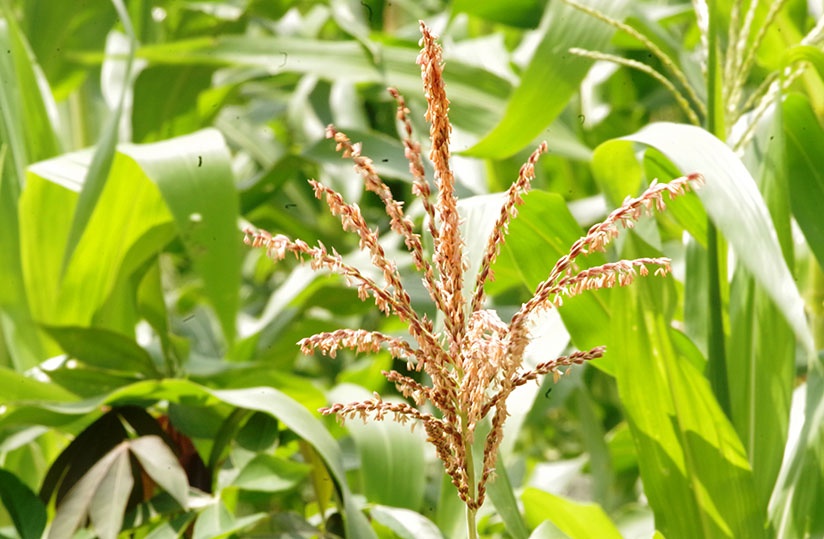 New High-Yield Hybrid Maize Variety