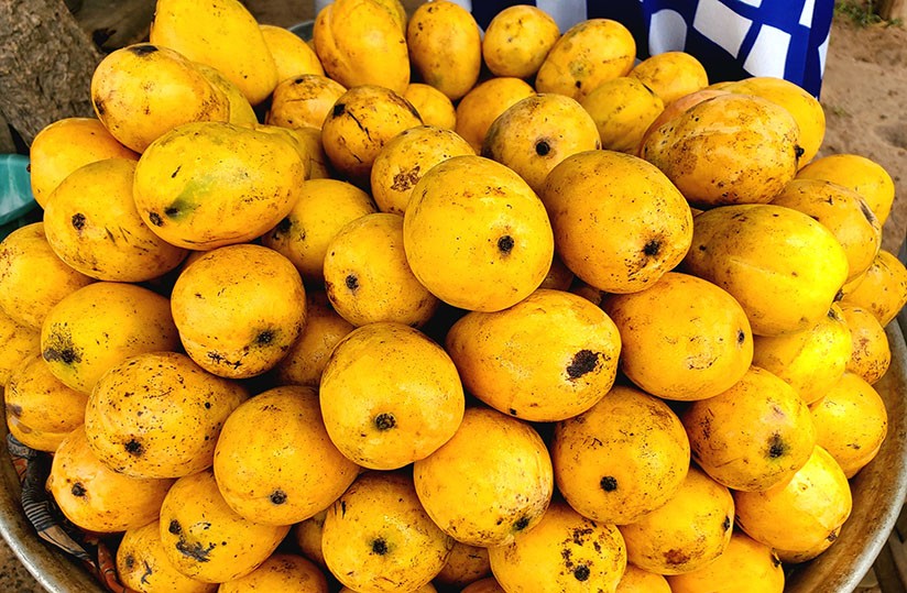 C’est la saison des mangues