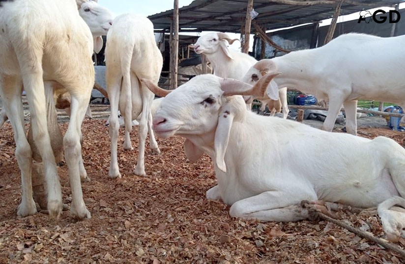 Tabaski : le mouton entre 75 et 300 mille F.CFA