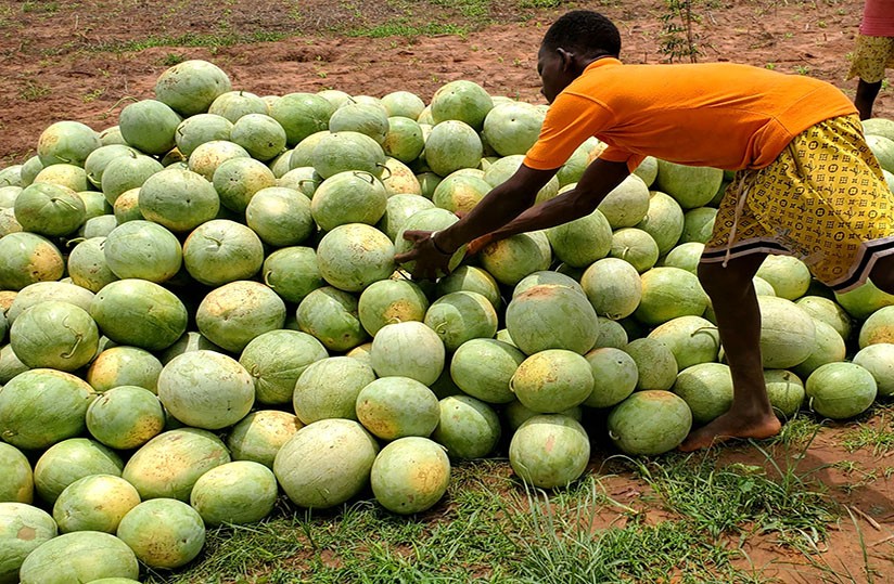 La chaleur joue un mauvais tour aux producteurs de pastèques