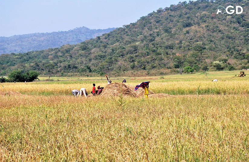 6 clés pour comprendre le système de riziculture intensive