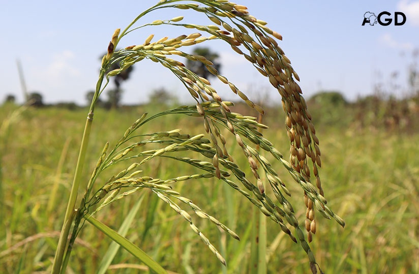 RIZ CULTURE NIGER.jpg