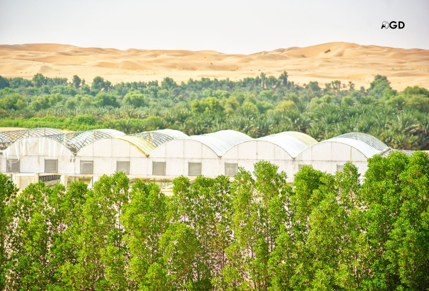 Reforesting to fight against climate change