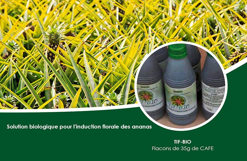 Solution biologique pour l'induction florale des ananas