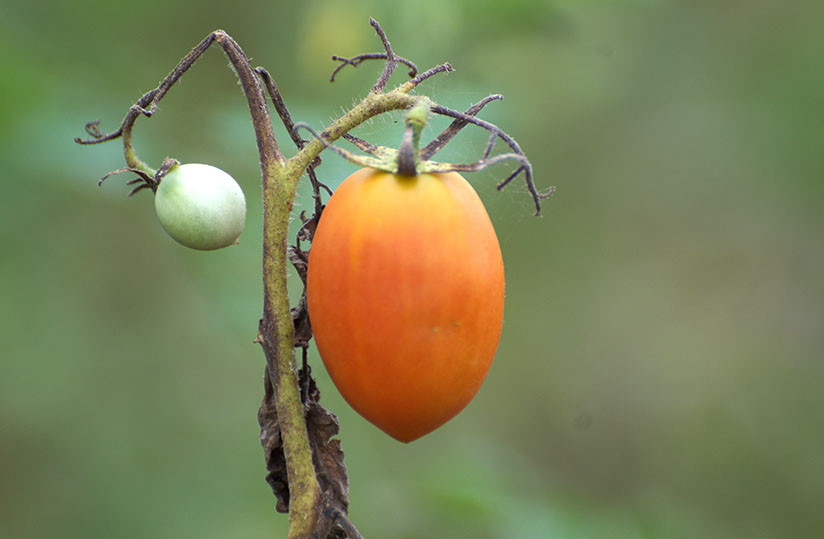 TOMATE VO SECHERESSE TOGO.jpg