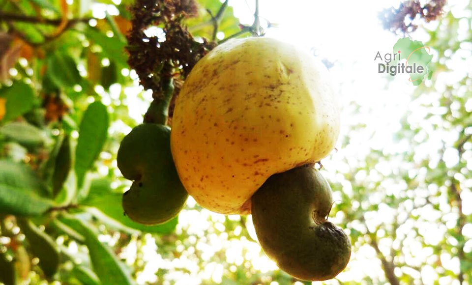 L’anacarde : le fruit qui fabrique des millionnaires