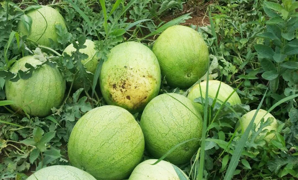 6.000 fruits de 3kg de pastèques donnent 1.800.000F/ha