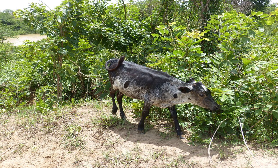 Control animal diseases to maintain the growth of livestock