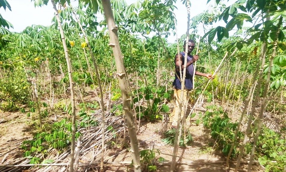 Multiplication des plantes à tubercule: Omer détient la science