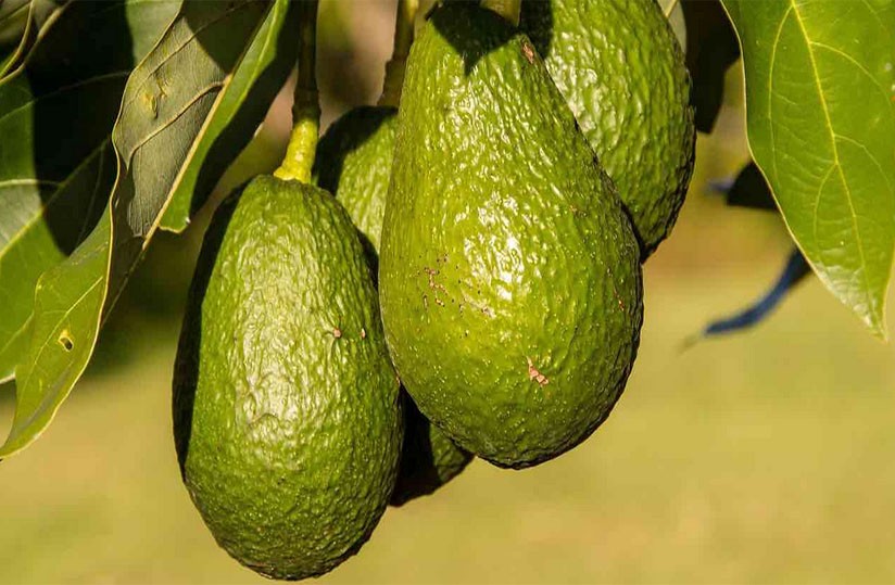 L’Or vert, une culture d’avenir