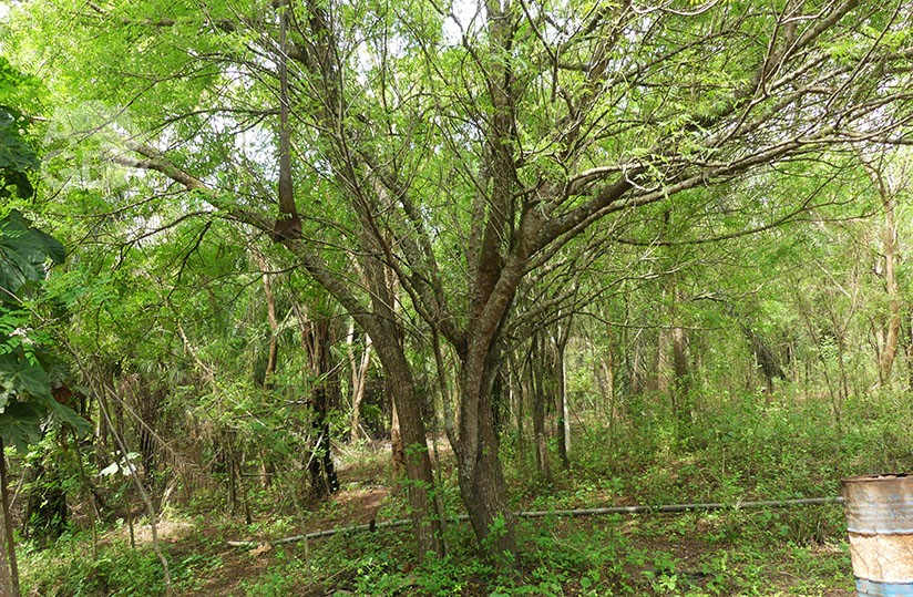 Yaya forest ecosystem in Amakpape, a model to duplicate