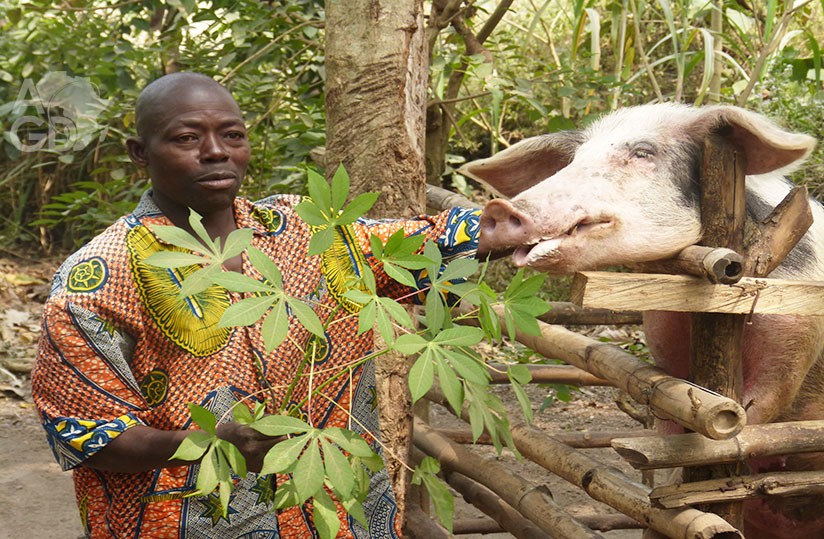 A virus killed several pigs in the canton of Assahoun
