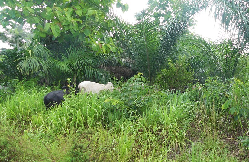 Who really benefits from the pasturing?