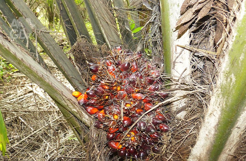 8 things to know about palm oil