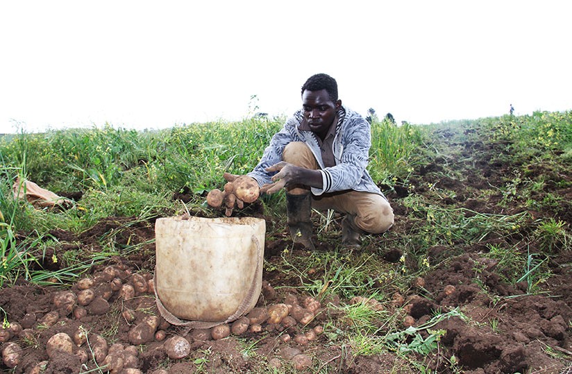 Challenges facing potato value chain