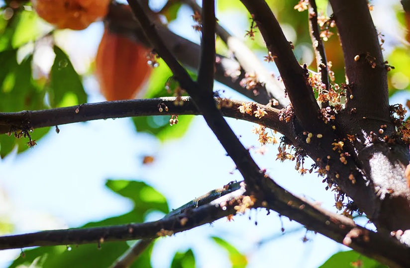 Tiny cacao flowers and fickle midges are part of a pollination puzzle ...