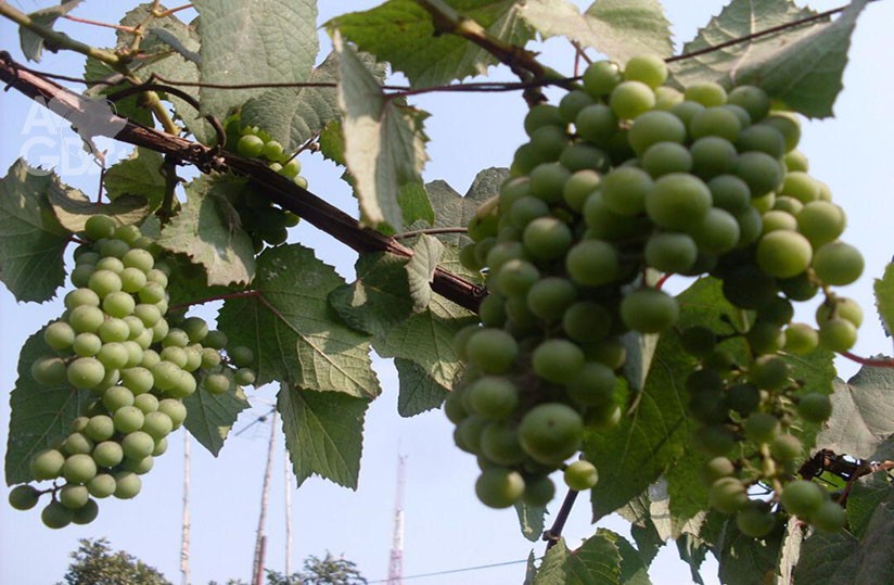 Growing vine in Sub-Saharan Africa is really possible