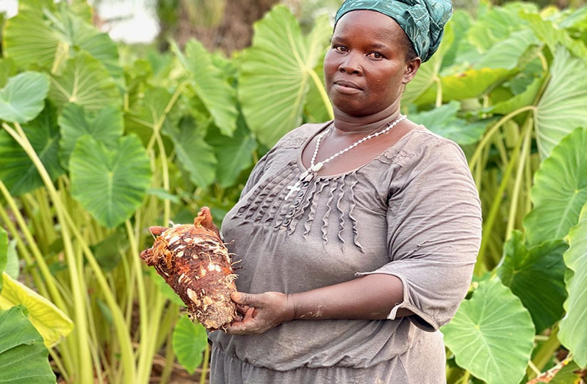 Taro Industry in Ghana Bounces Thanks to Research